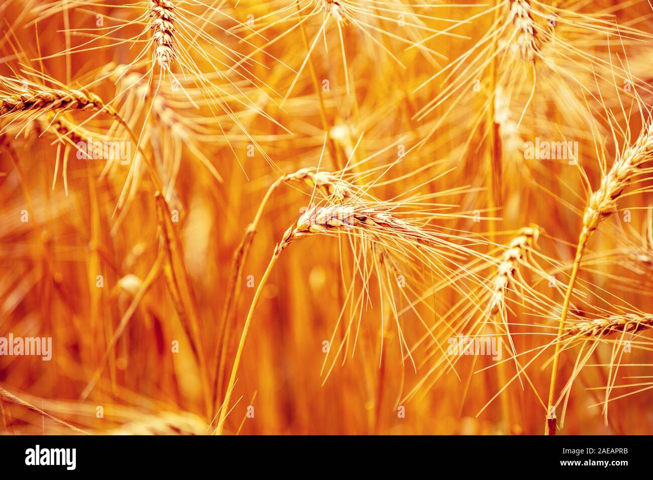 Wheat field at sunset hi-res stock photography and images - Alamy