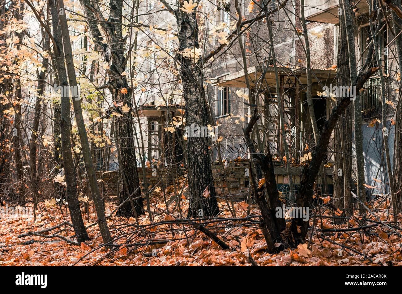 abandoned house among trees in the infected city of Chernobyl Stock ...