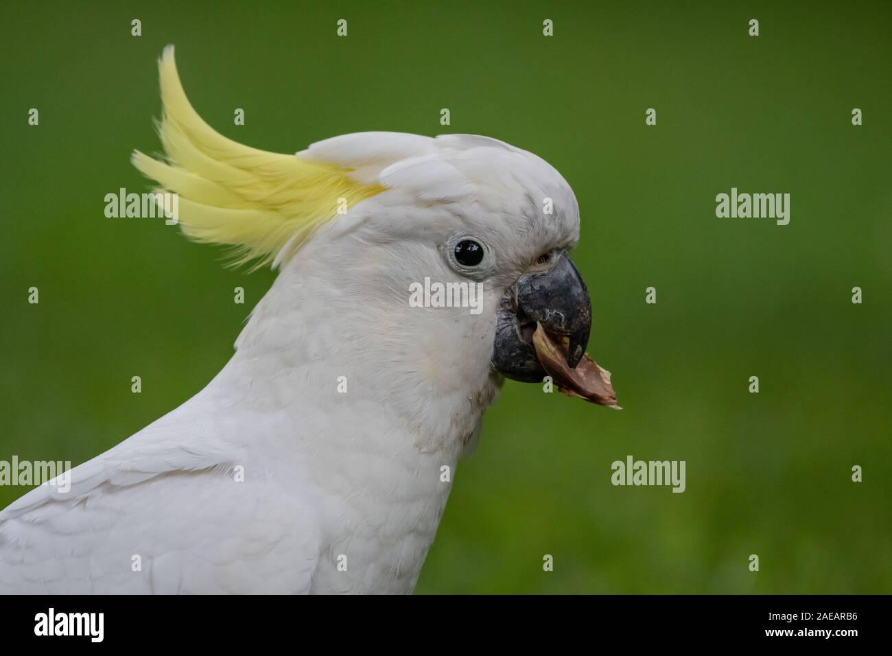 Sulphur-crested Cockatoo [Cacatua galerita] eating and playing with ...
