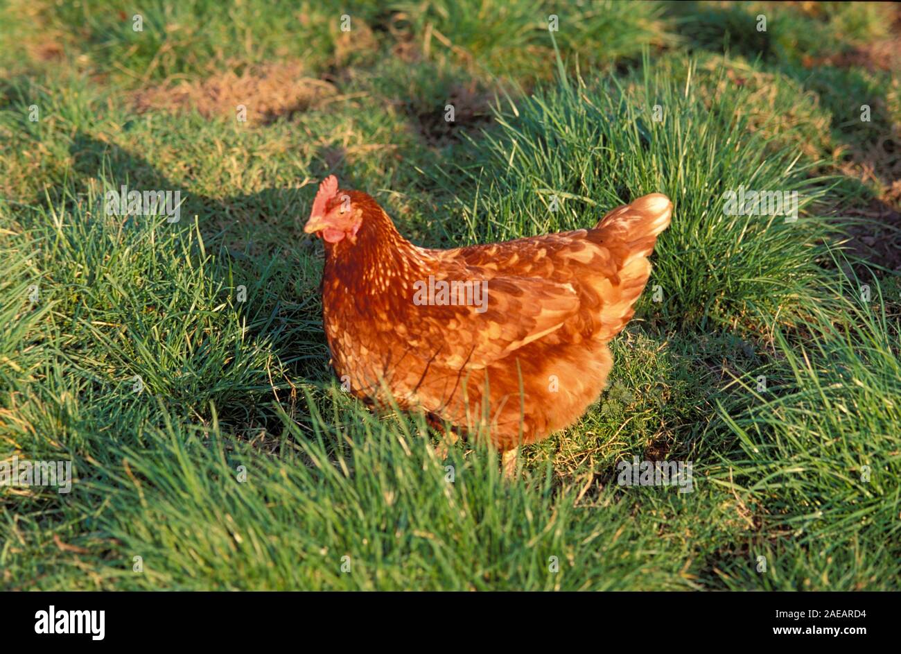 chicken outdoors and at liberty Stock Photo - Alamy