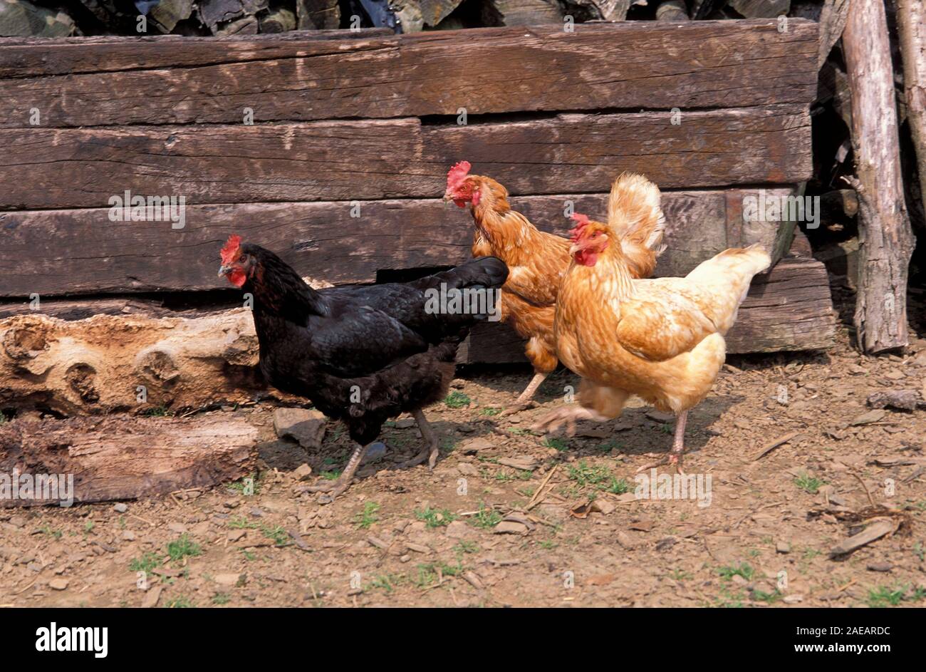 chicken outdoors and at liberty Stock Photo - Alamy
