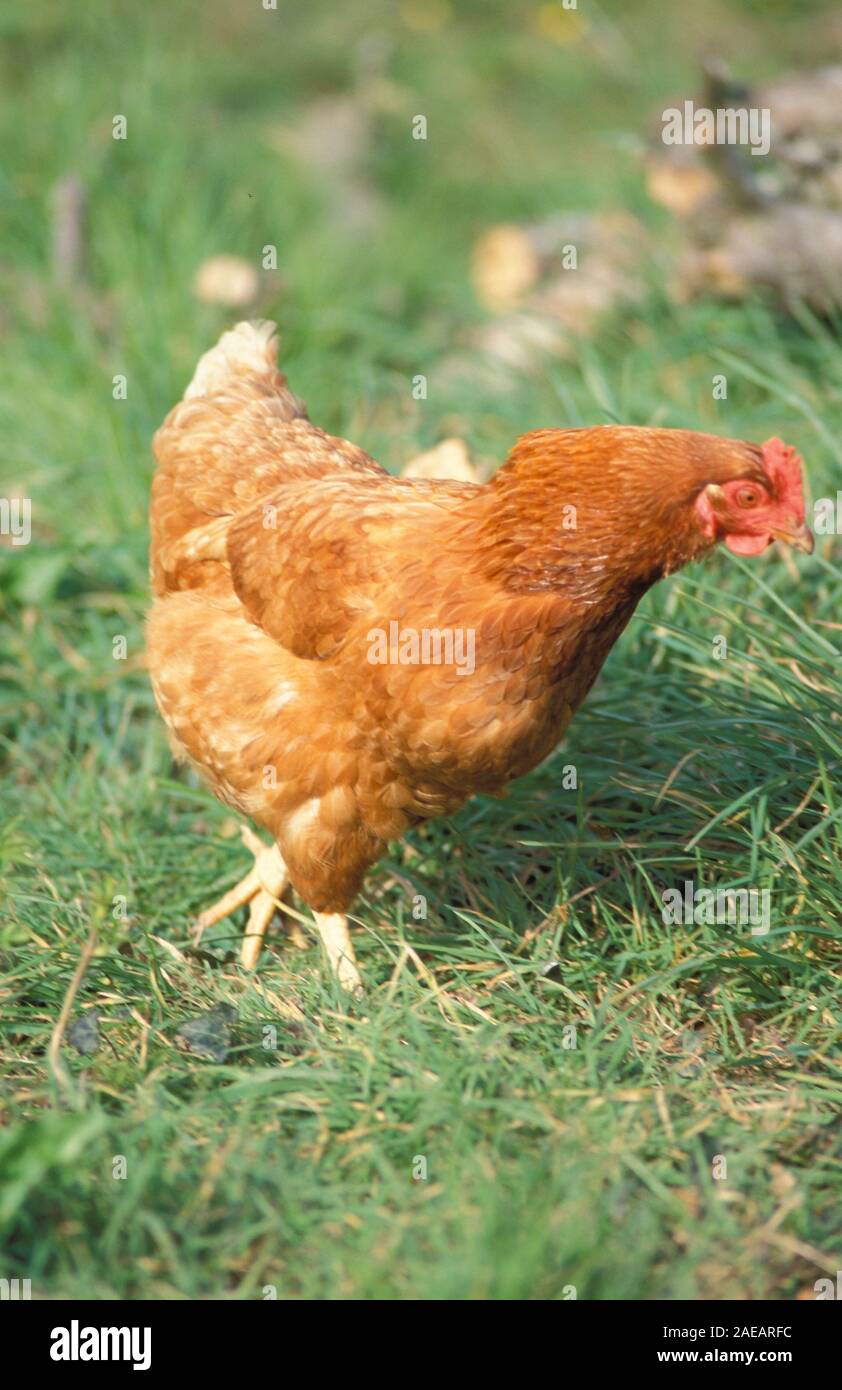 chicken outdoors and at liberty Stock Photo - Alamy