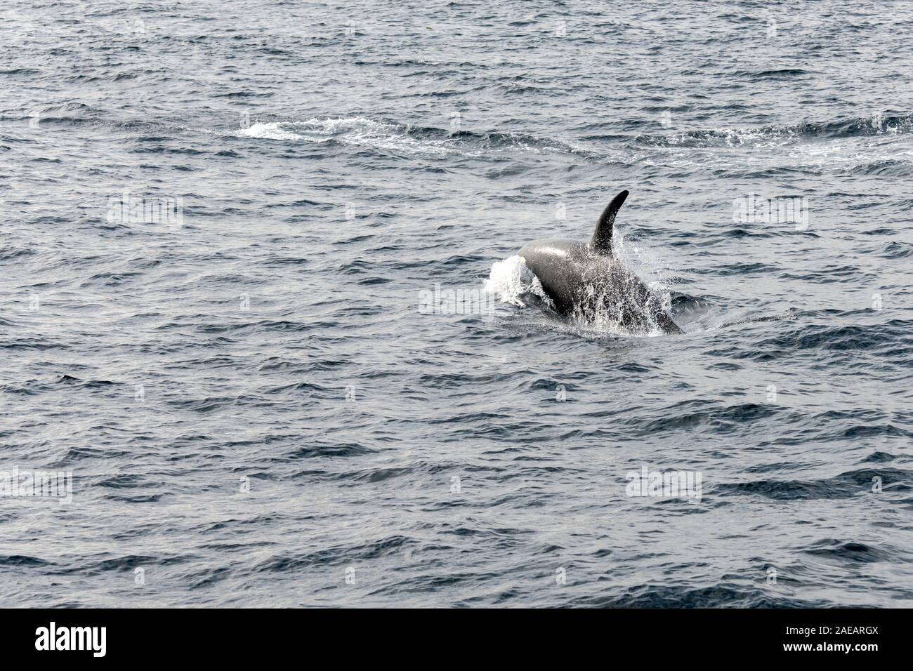Whale back hi-res stock photography and images - Alamy