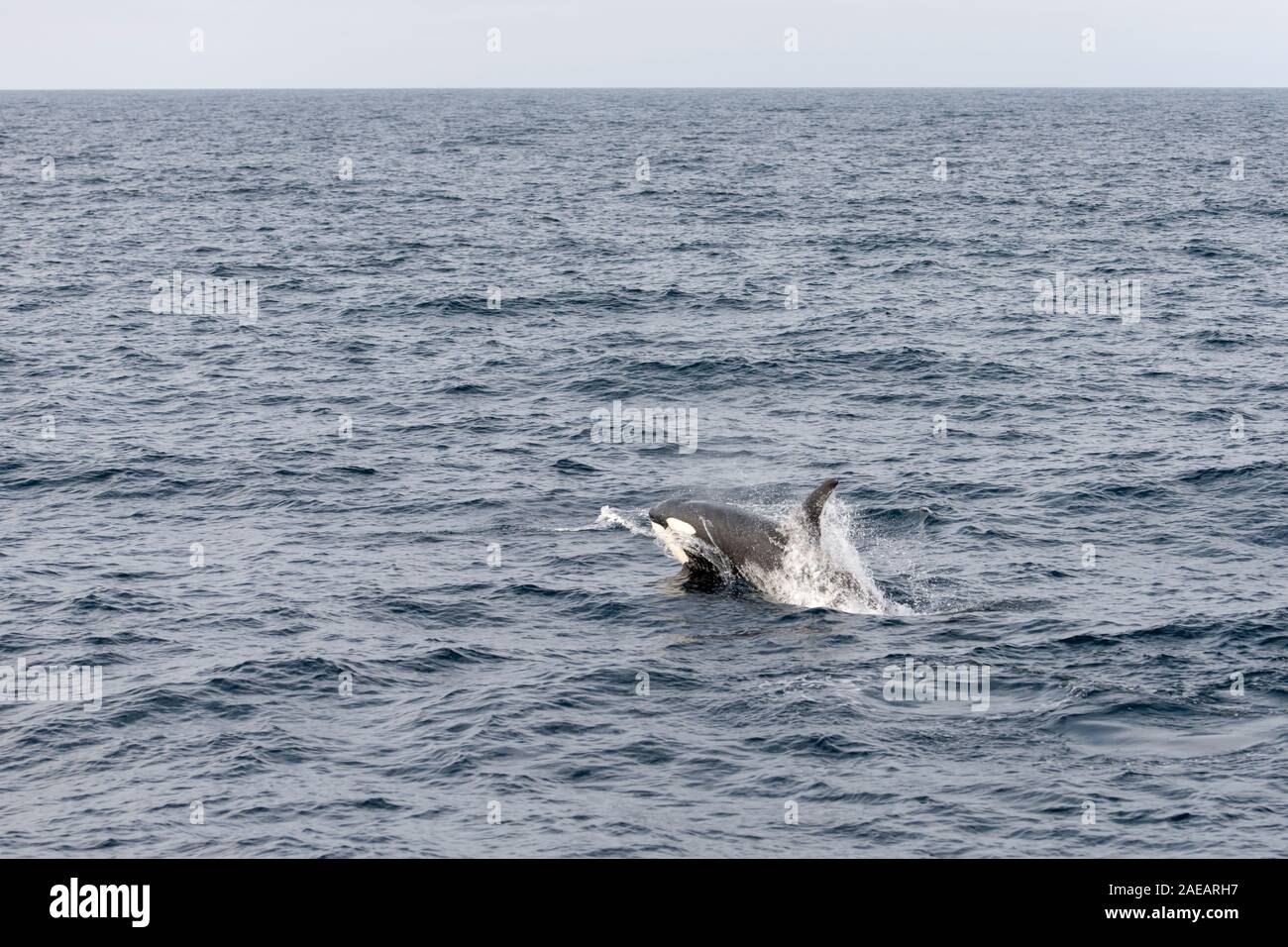 Female killer whale hi-res stock photography and images - Alamy