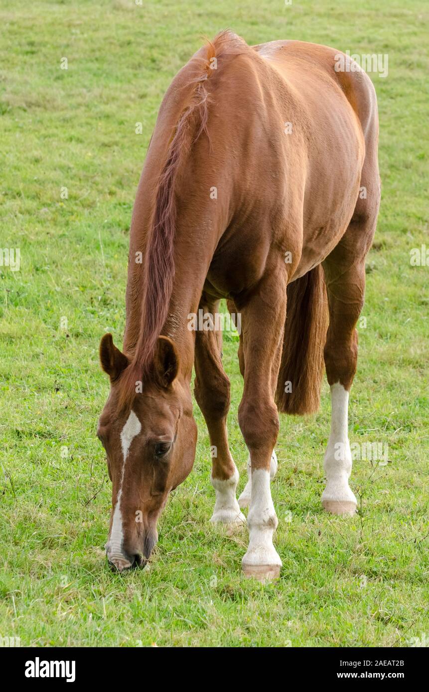 Grazing domestic horse (Equus ferus caballus) on a pasture in the ...