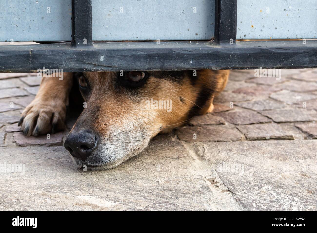 Dog looking under fence hi-res stock photography and images - Alamy