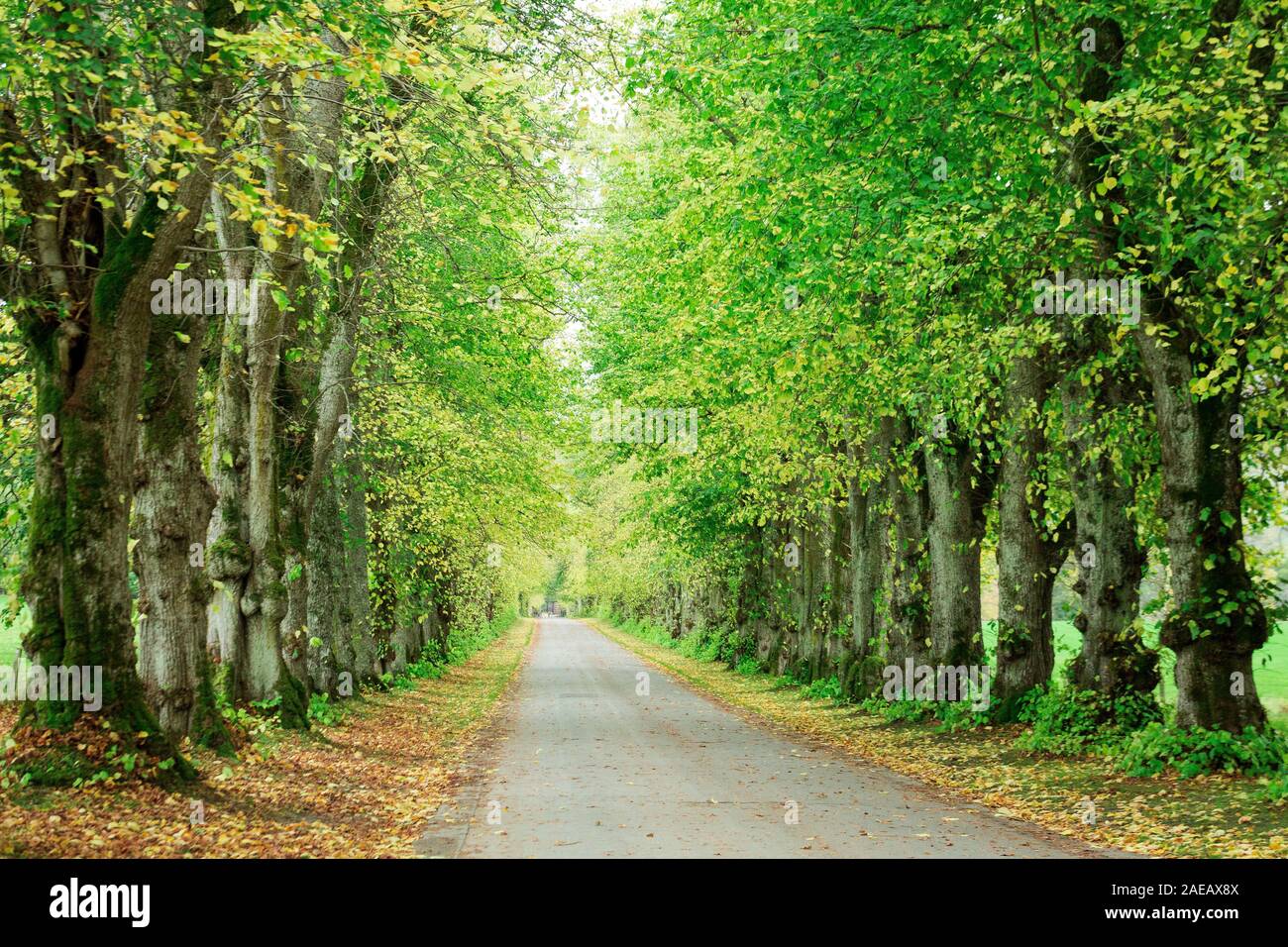 Asphalt road. Around the road grow large deciduous trees. Autumn day ...