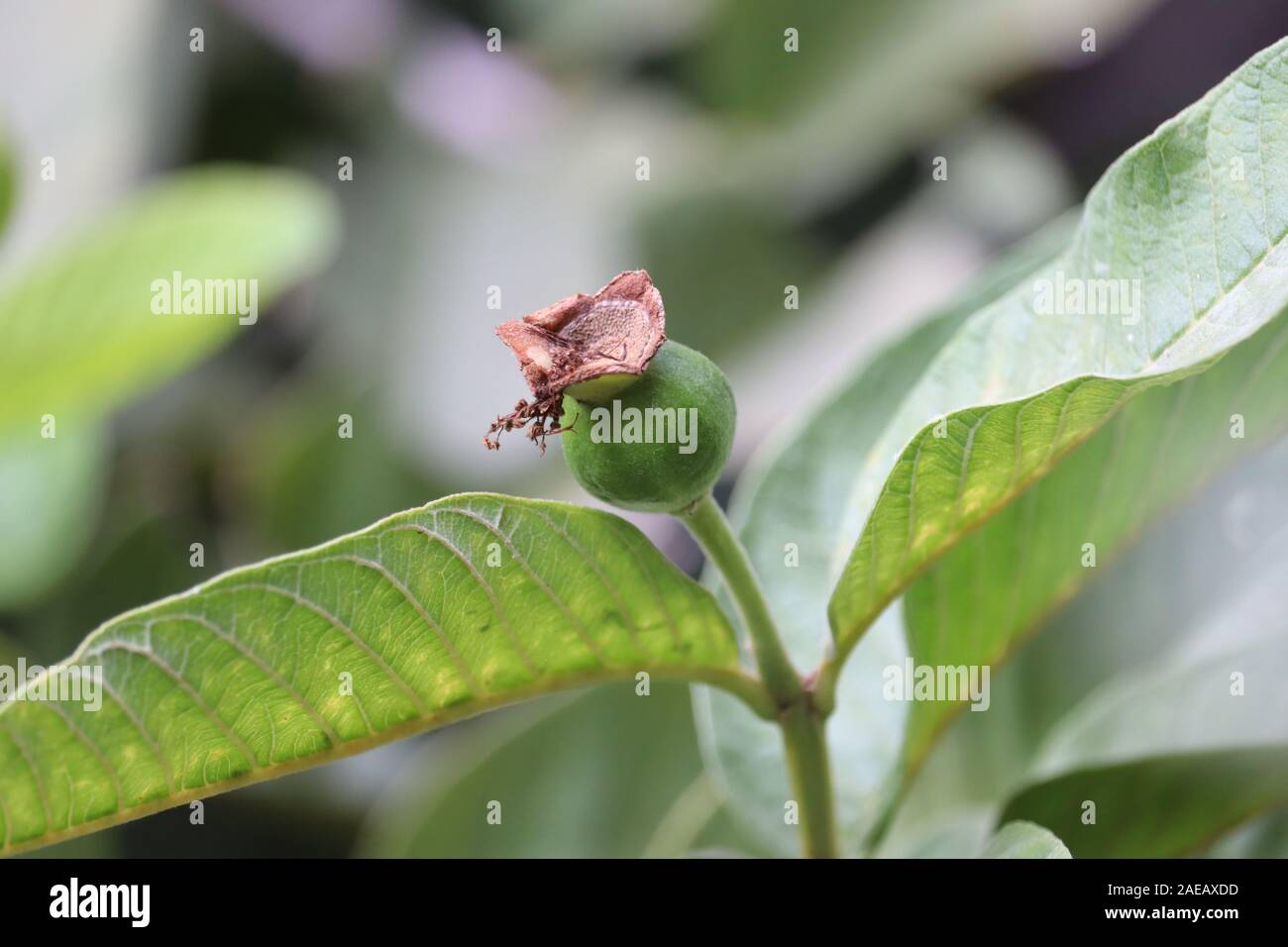 Guava leaves - Fresh guava leaves, young guava leaves, close-up details ...