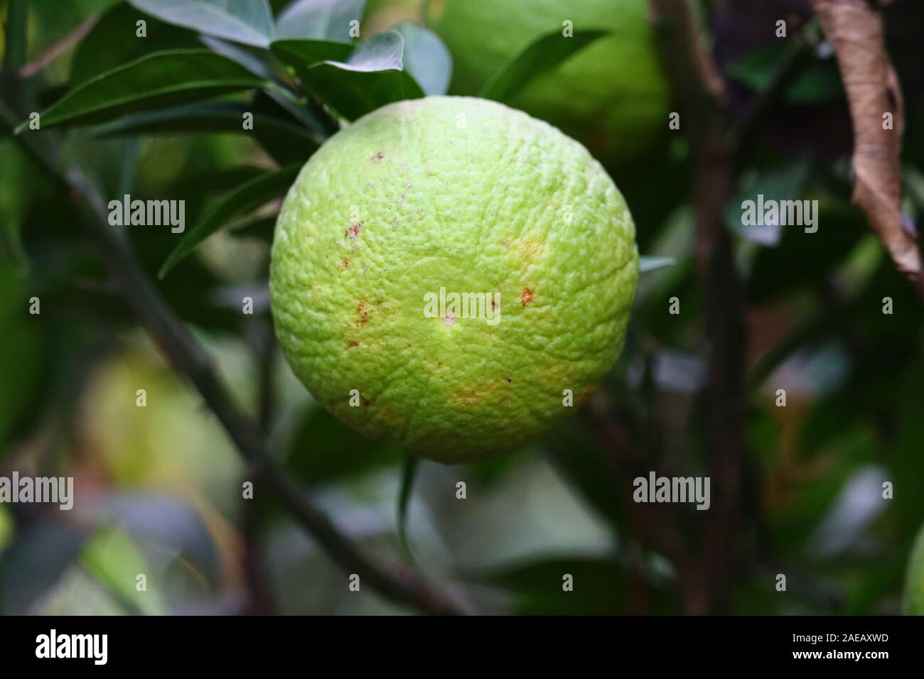 Lime tree with fruits closeup.Green organic lime citrus fruit hanging ...