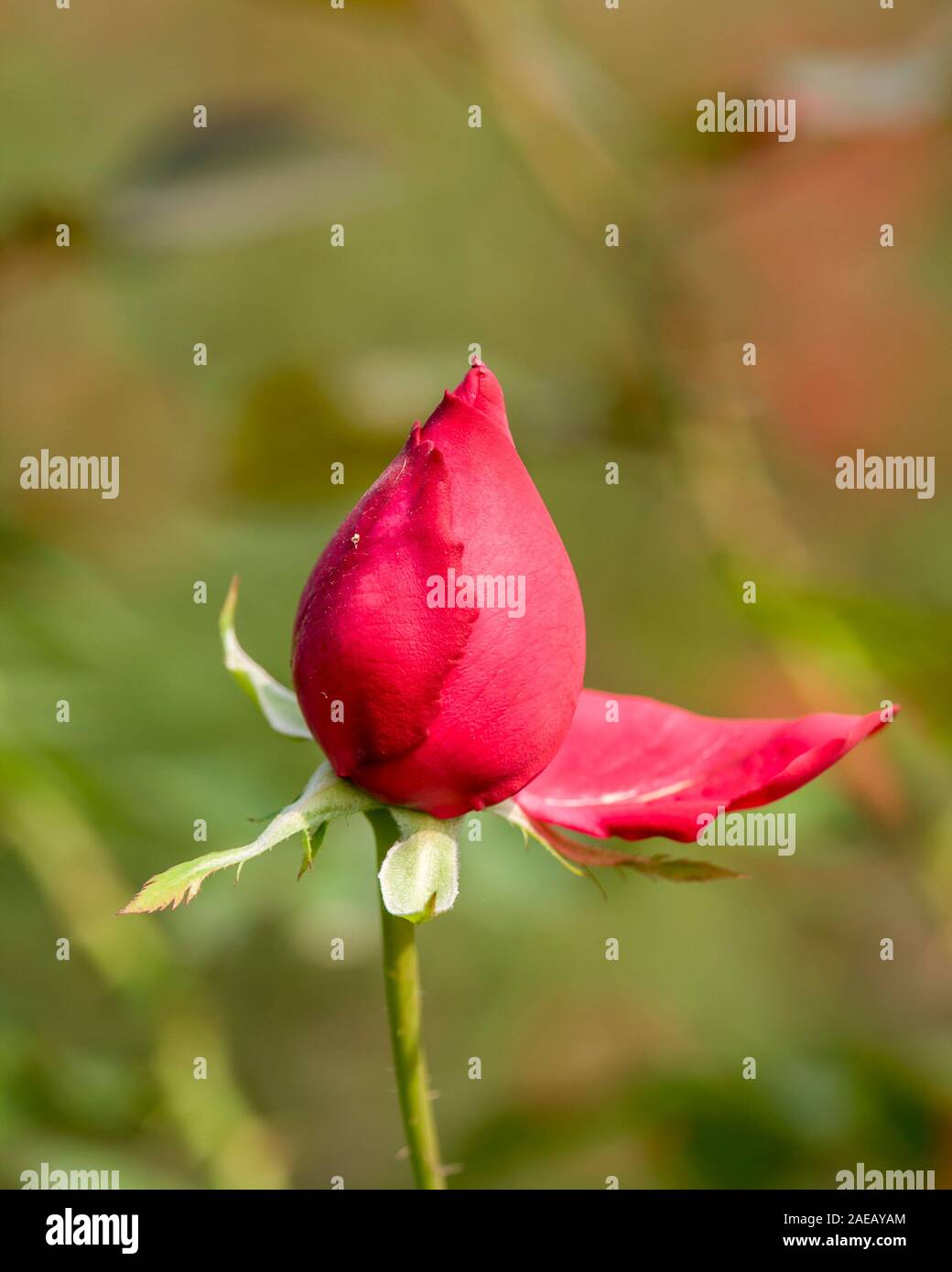 Beautiful Photo of Red Rose Flower Buds Stock Photo - Alamy