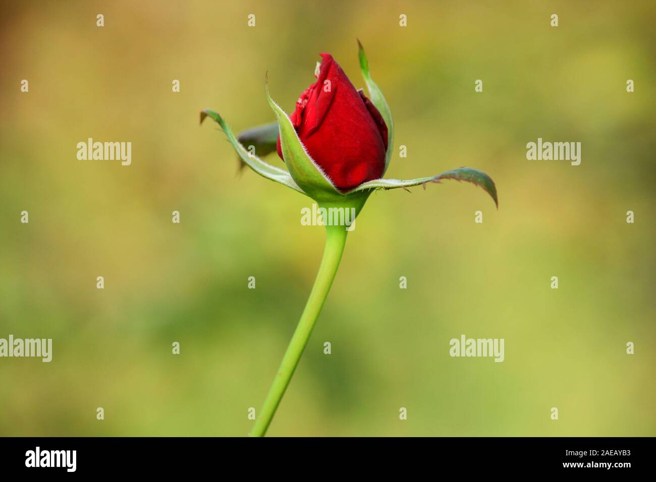 Beautiful Photo of Red Rose Flower Buds Stock Photo - Alamy