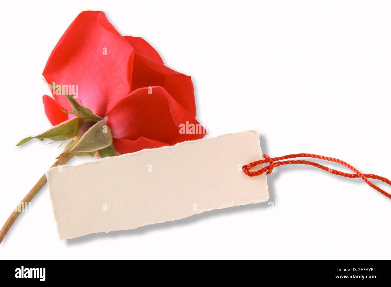 Floribunda rose stem Cut Out Stock Images & Pictures - Alamy
