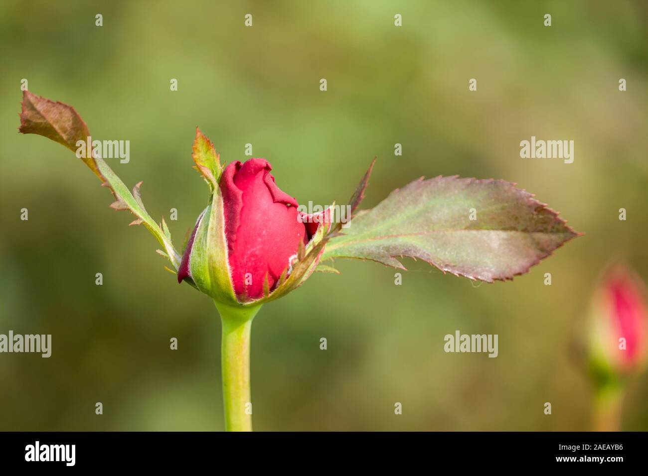 Beautiful Photo of Red Rose Flower Buds Stock Photo - Alamy
