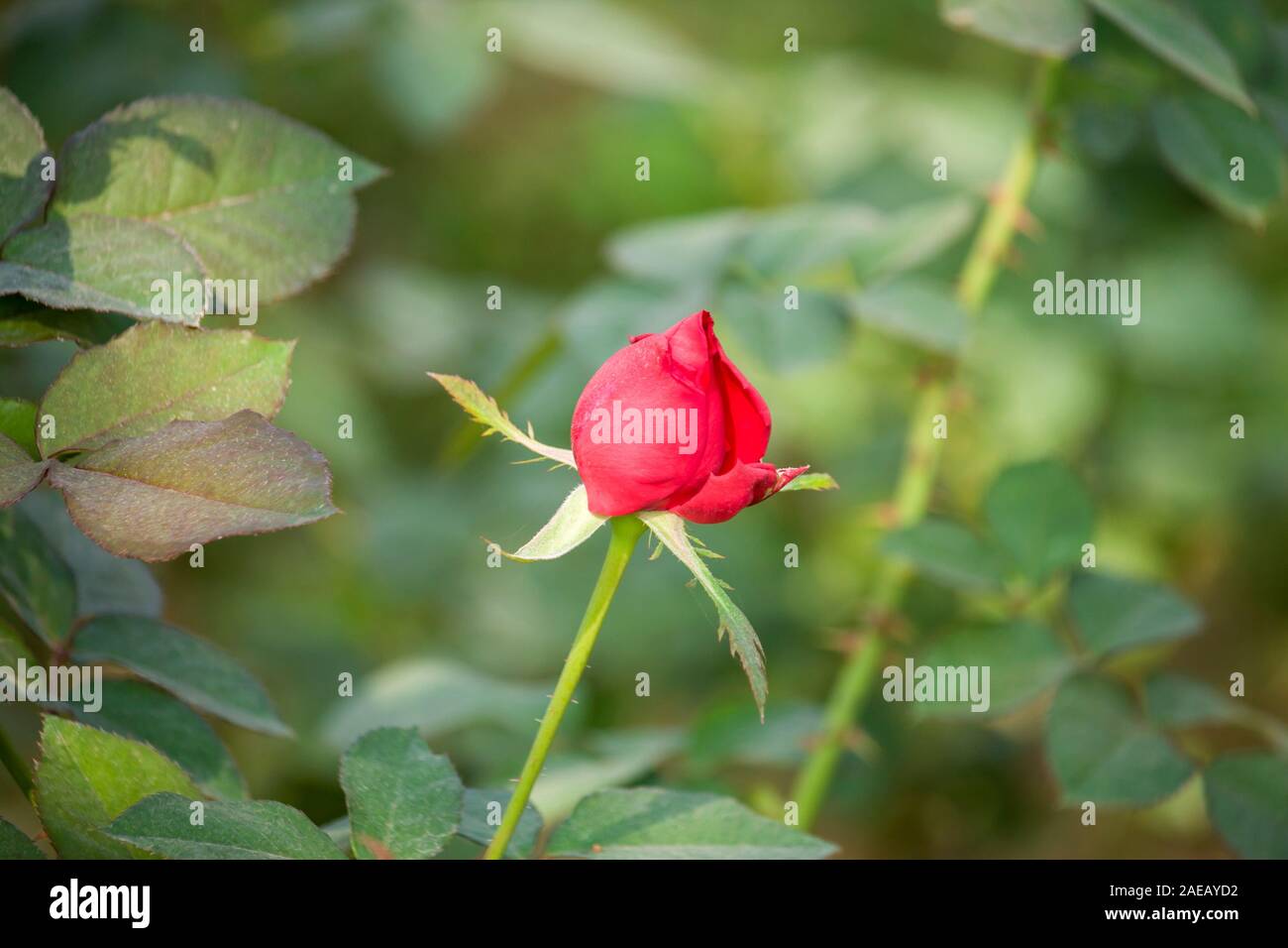 Beautiful Photo of Red Rose Flower Buds Stock Photo - Alamy