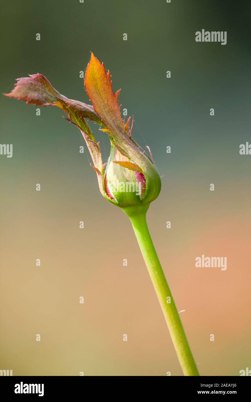 Bud rose flower hi-res stock photography and images - Alamy