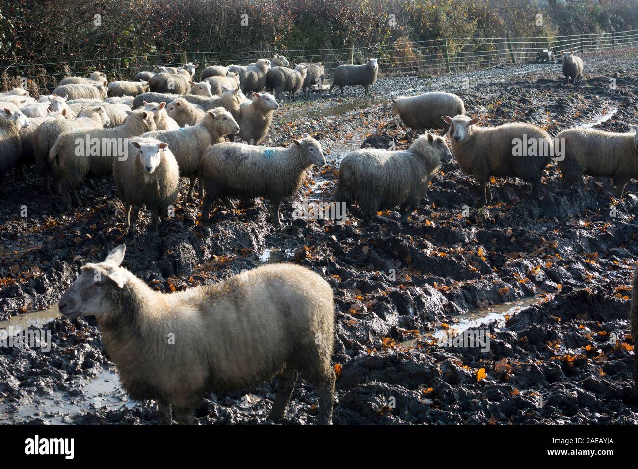 Muddy field hi-res stock photography and images - Alamy