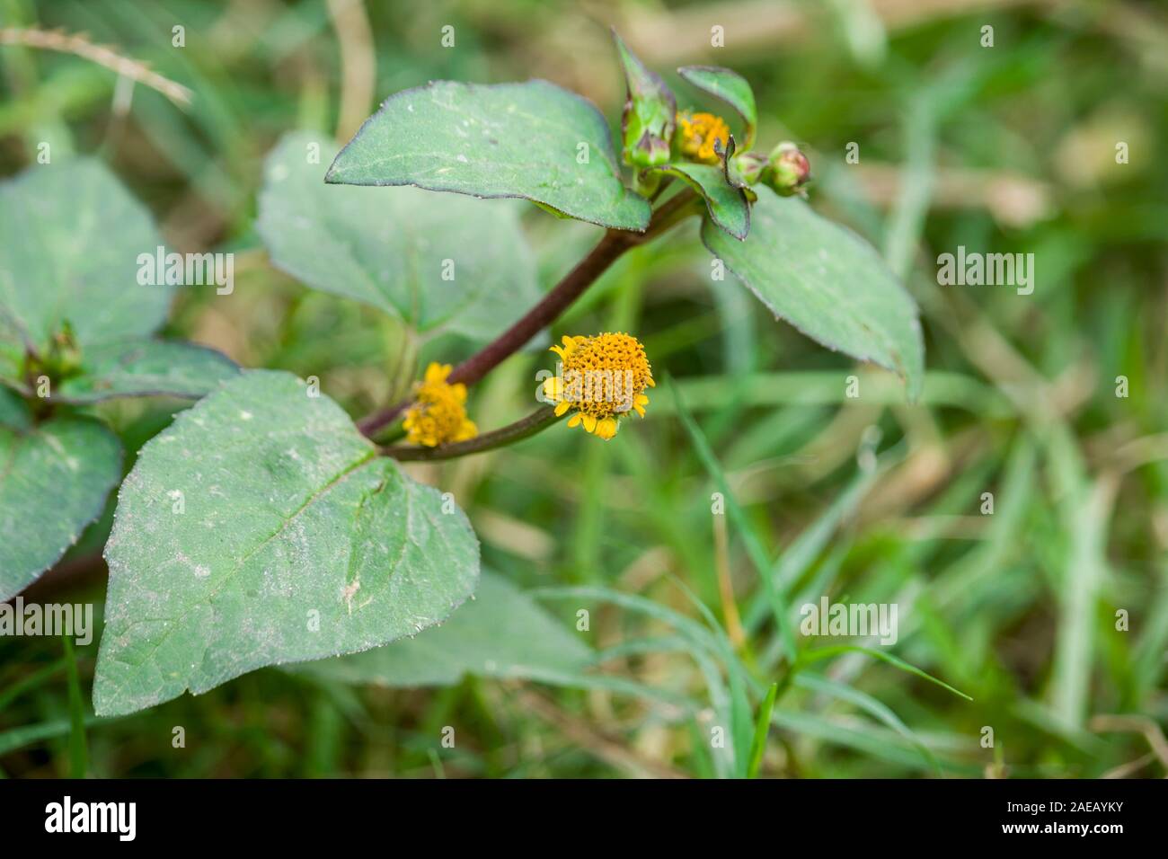 New wildflower meadow hi-res stock photography and images - Alamy