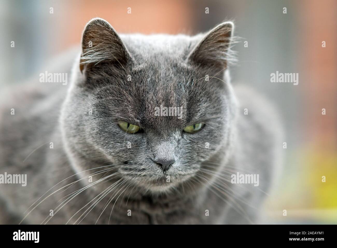 Closeup portrait of serious grey furry cat Stock Photo - Alamy