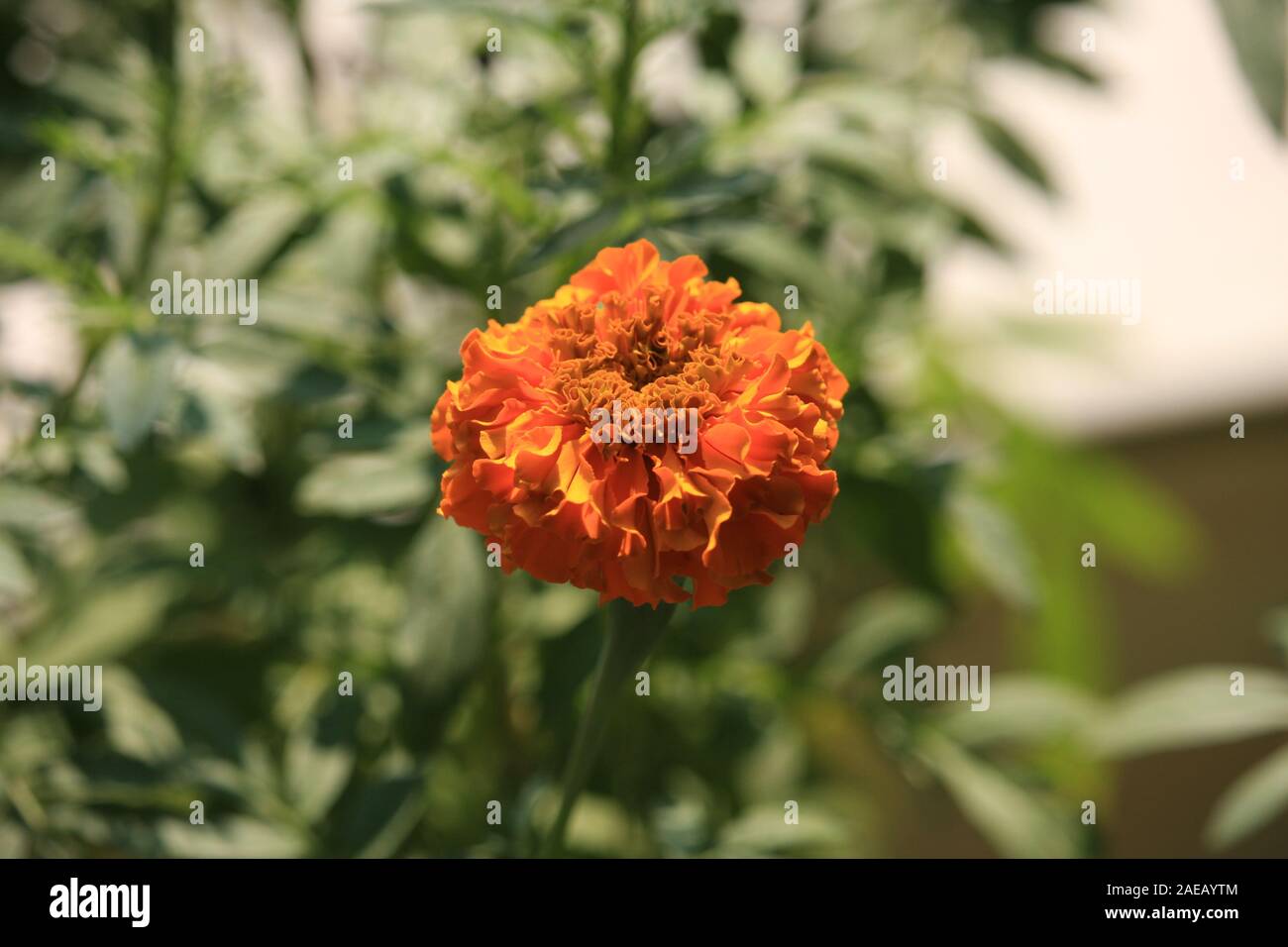 Marigold Blooming High Resolution Stock Photography and Images - Alamy