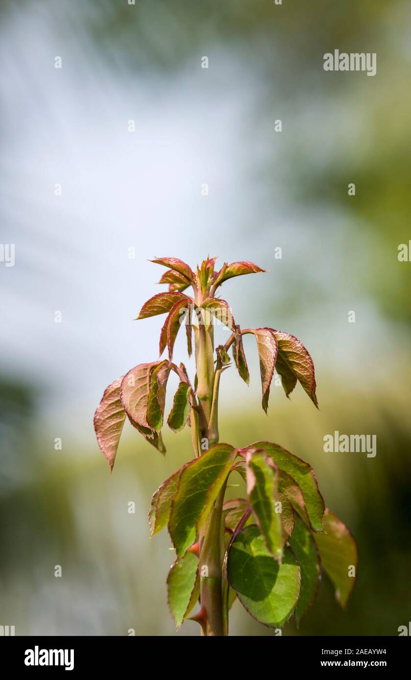 Photo of New Buds of Rose Flower Tree Stock Photo - Alamy