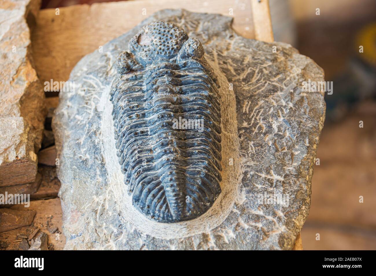 Trilobite fossil in stone hi-res stock photography and images - Alamy