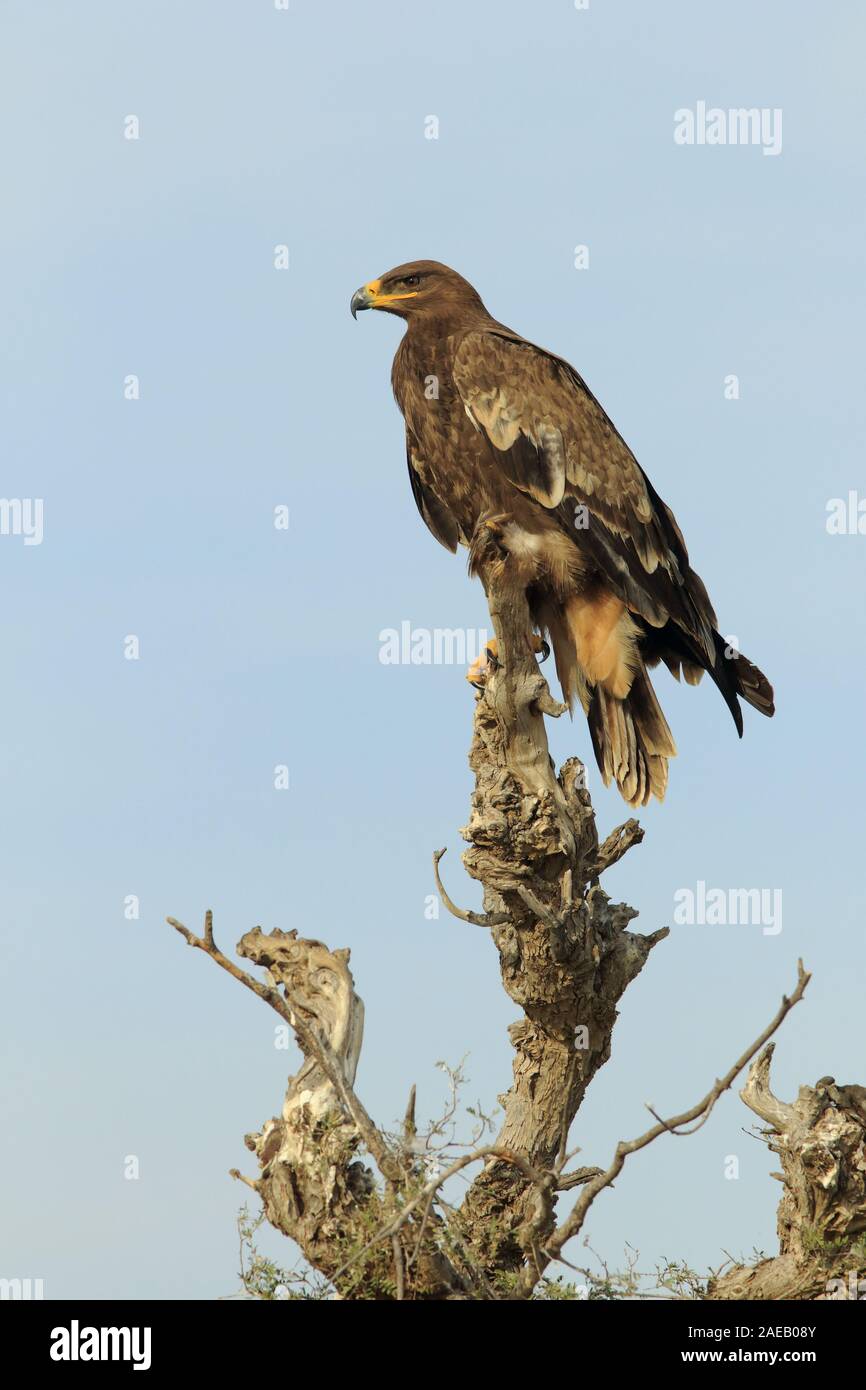 Birds of prey india hi-res stock photography and images - Alamy