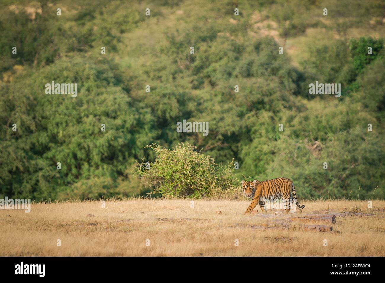 Bold tigers hi-res stock photography and images - Alamy