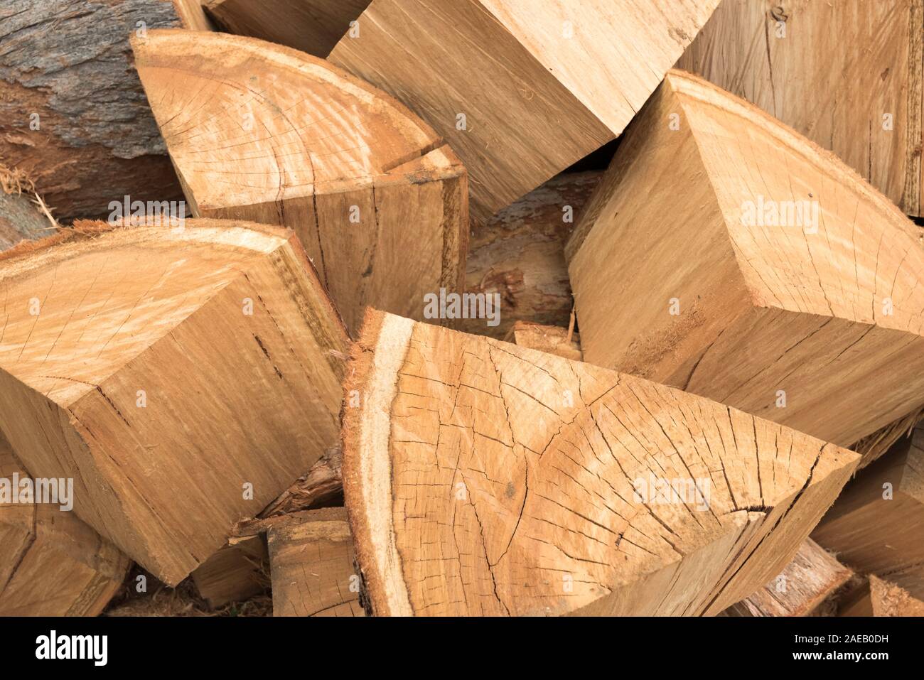 Chainsawed large blocks of freshly cut Eucalyptus pilularis or ...