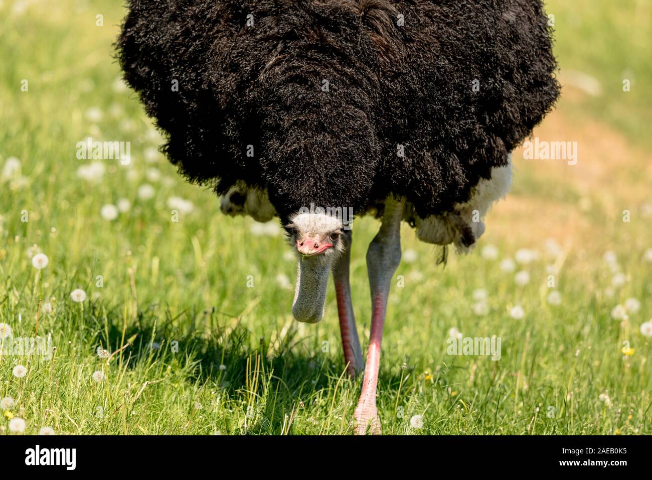 Big beak hi-res stock photography and images - Alamy