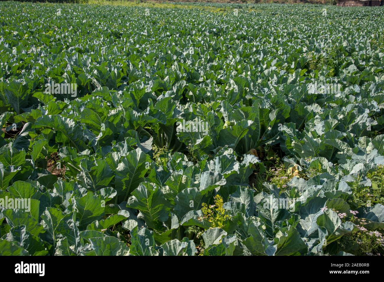 Cabbage field or farm, Green cabbages in the agriculture field Stock ...