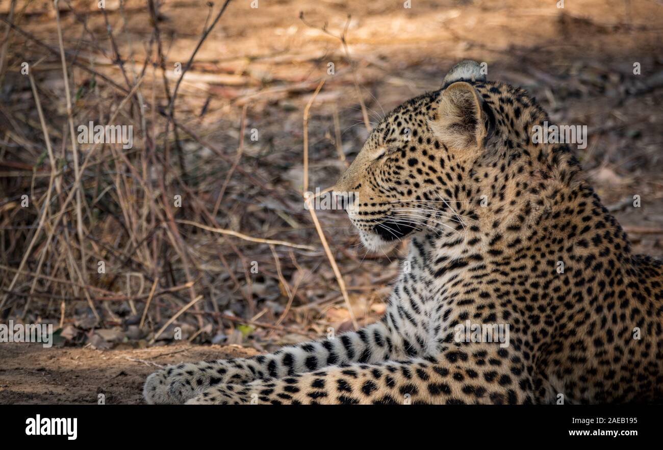 Dotted leopard hi-res stock photography and images - Alamy