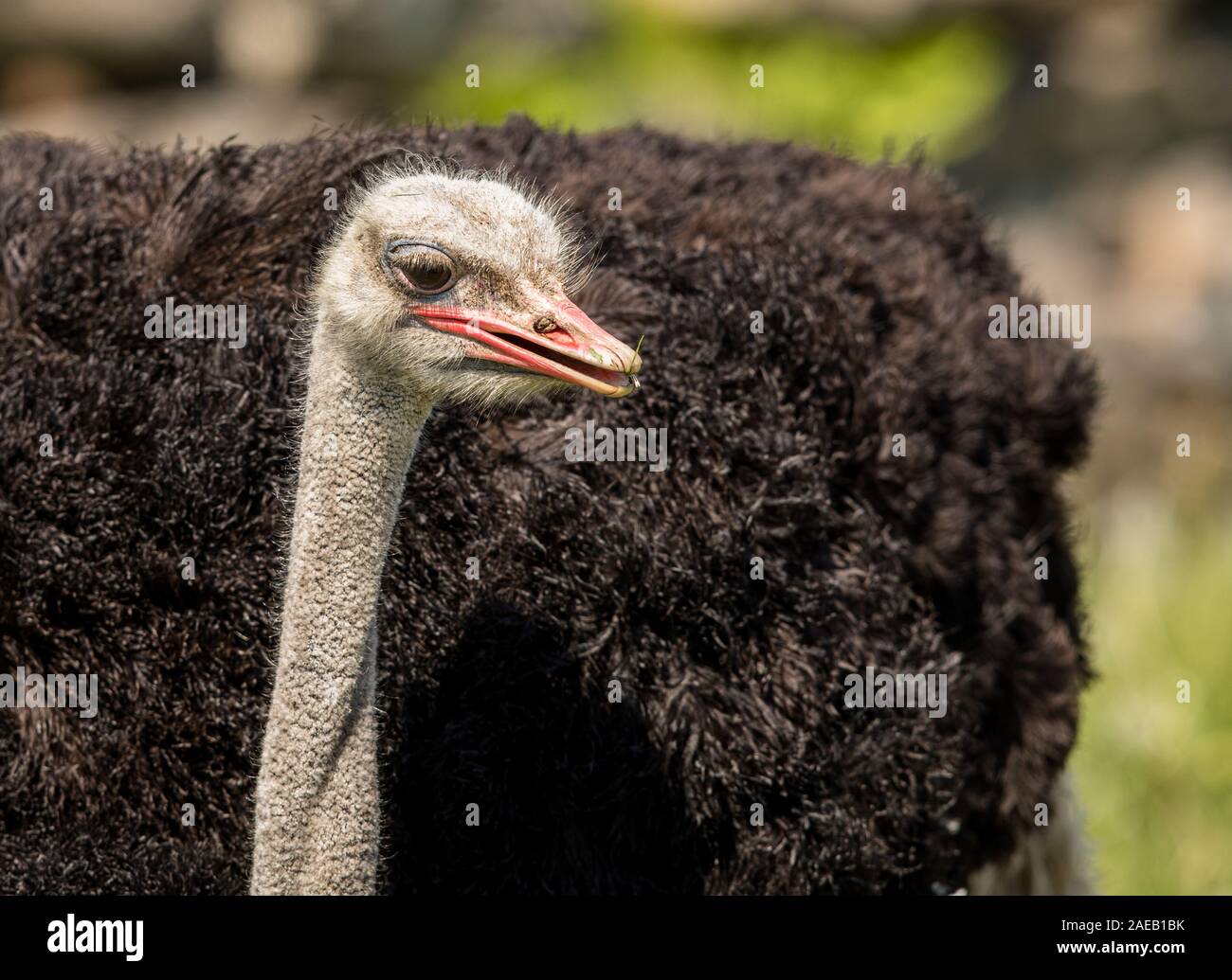 Common Ostrich, Struthio camelus, front view of big bird up close Stock ...
