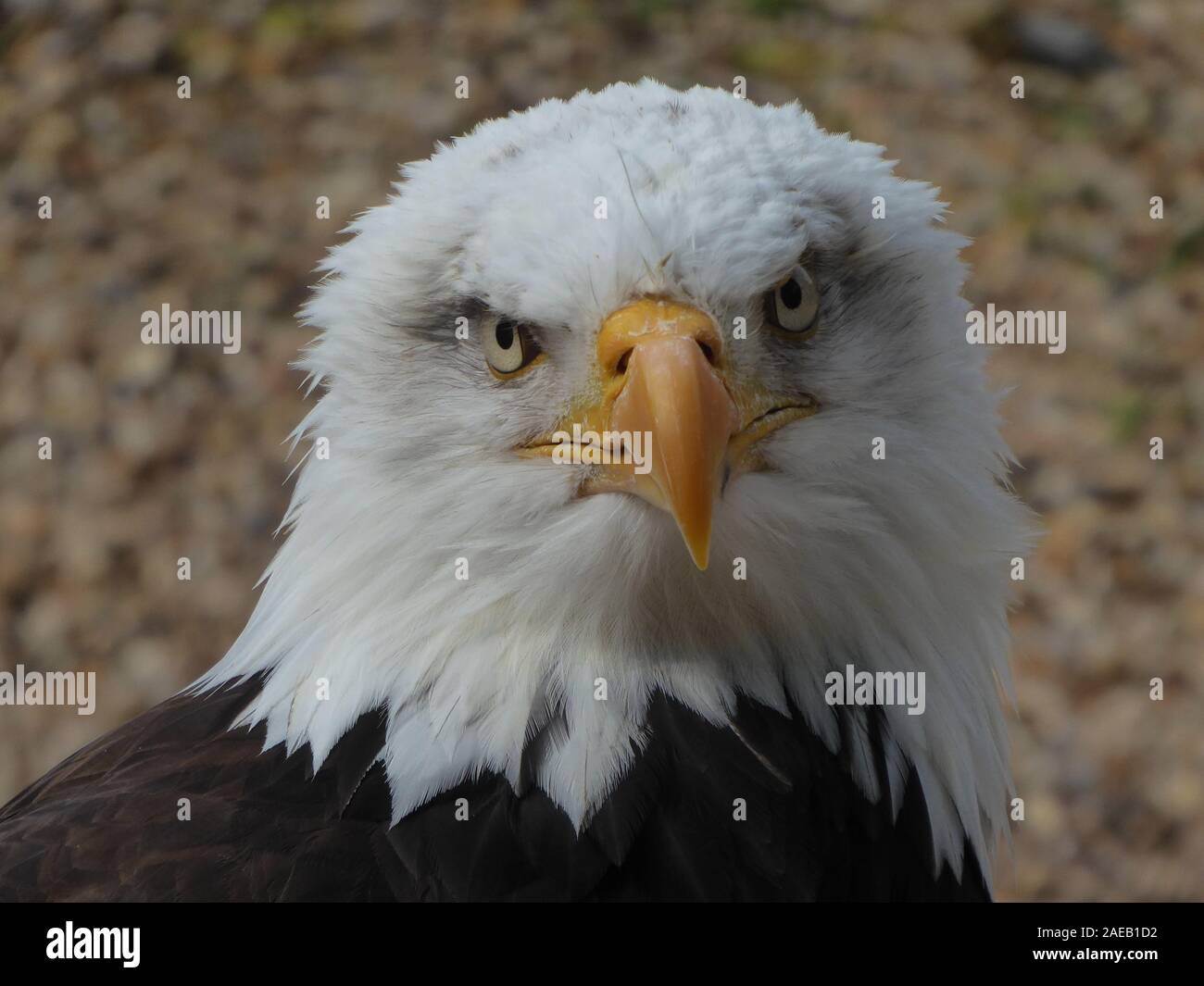 Bald Eagle face Stock Photo - Alamy
