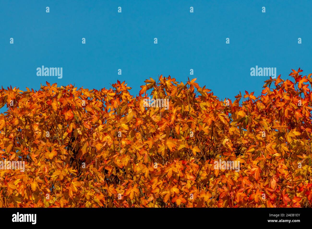 Colorful autumn leaves with blue sky background Stock Photo - Alamy