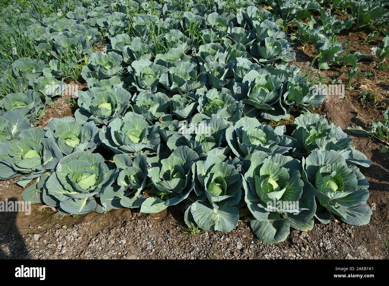 Closeup Green cabbages in the agriculture field, Cabbage field or farm ...