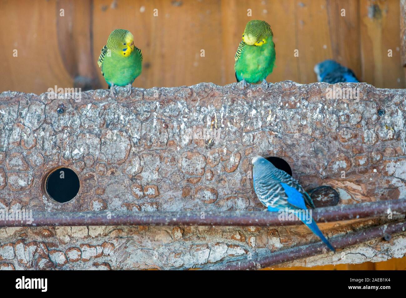 Colorful parrots in a cage at a zoo Stock Photo - Alamy