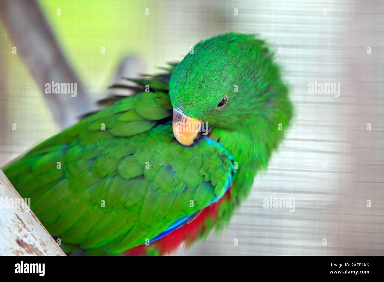 Colorful parrot in a cage at a zoo Stock Photo - Alamy