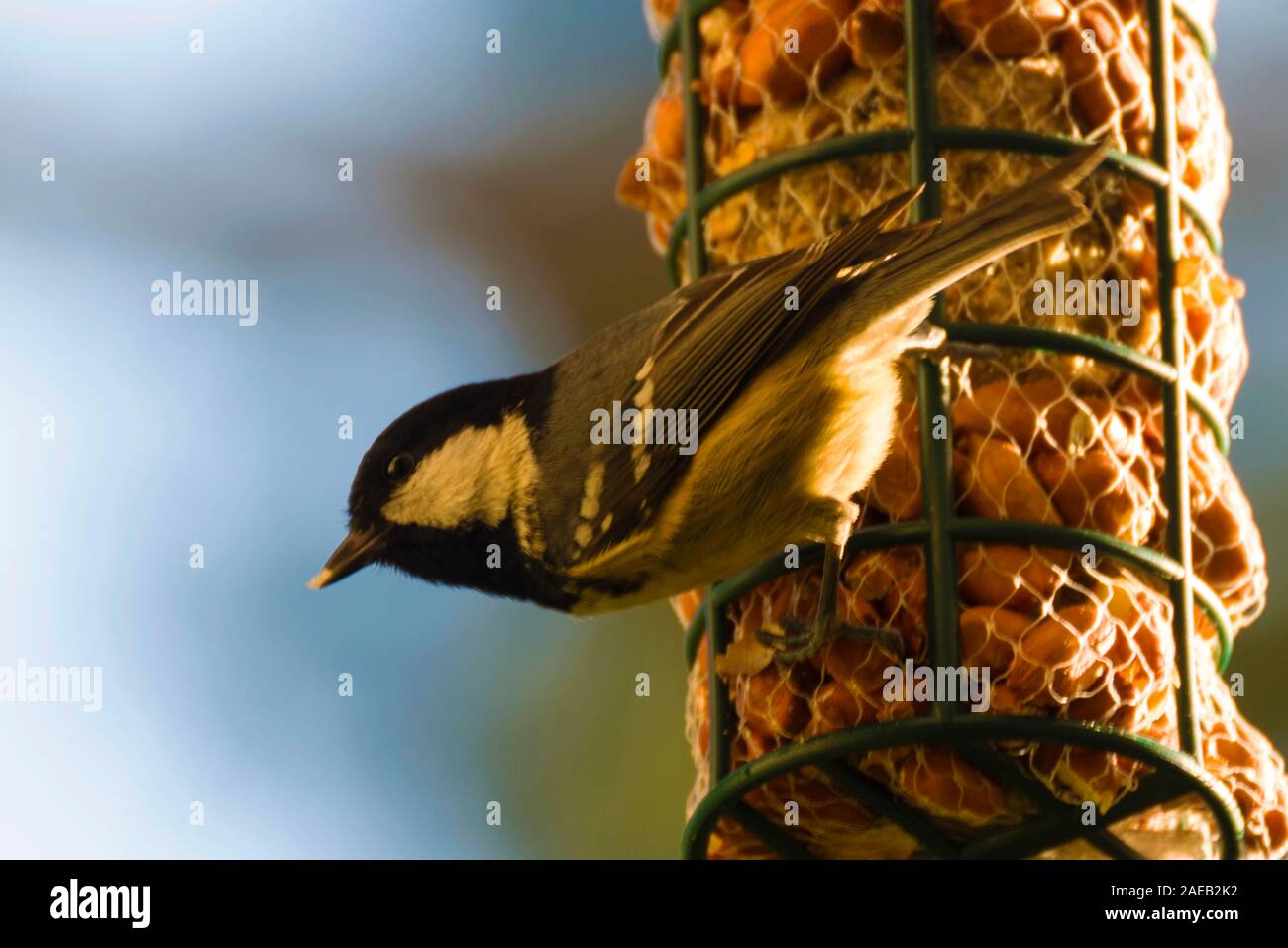 Parus major, a small European native bird in the Alps Stock Photo - Alamy