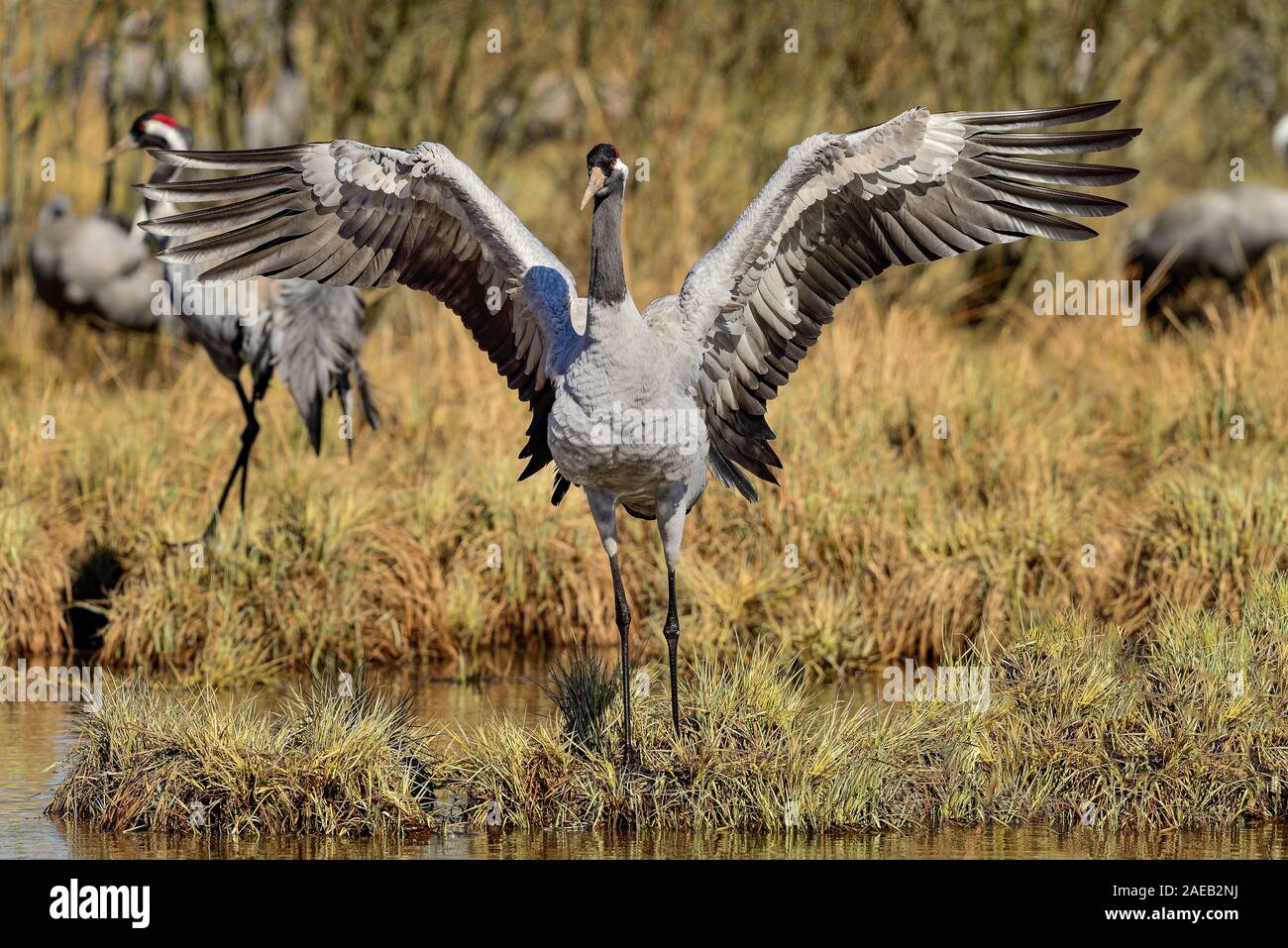 Crane is showing how big wings it has Stock Photo - Alamy