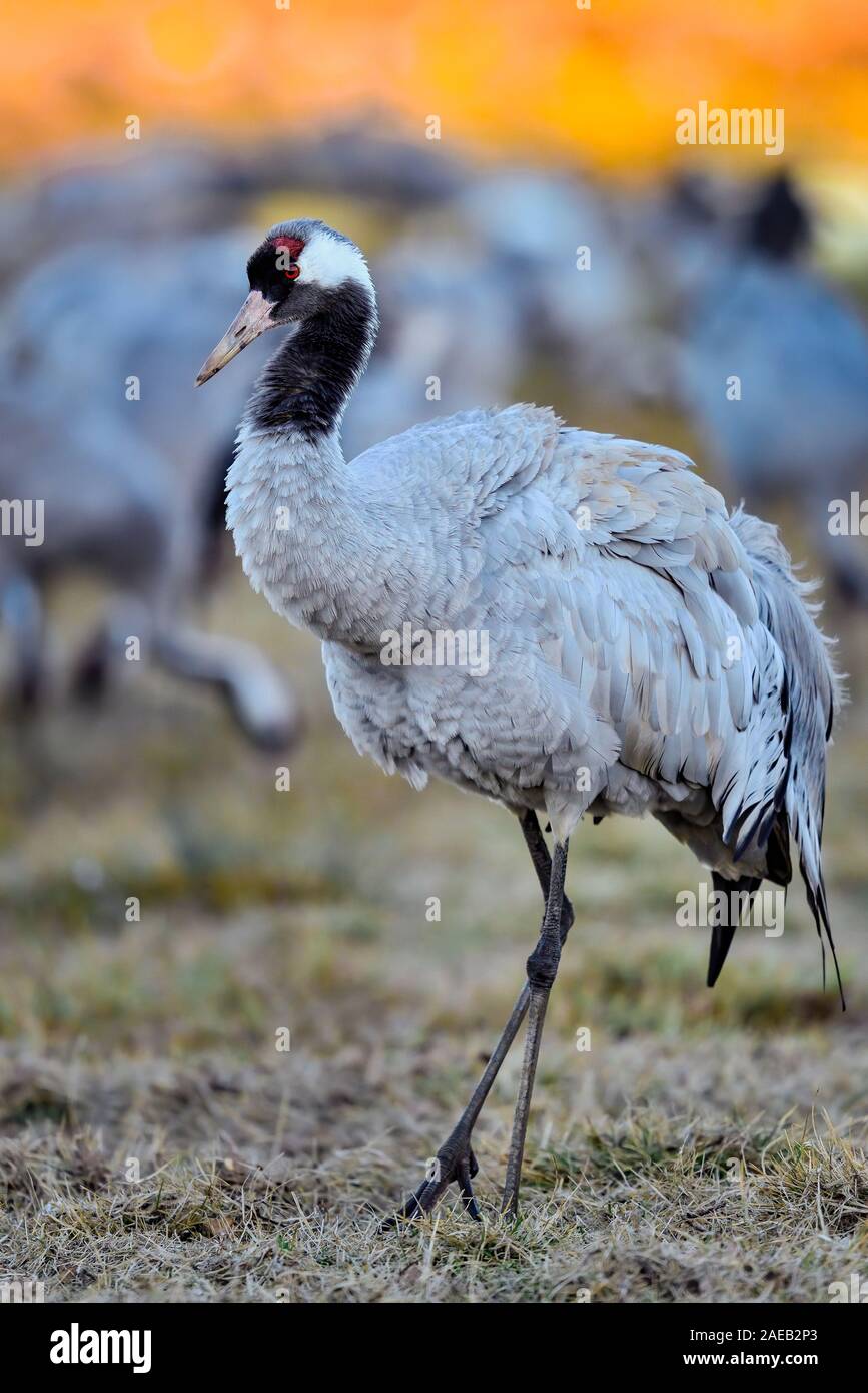 Common crane grus animal hi-res stock photography and images - Alamy
