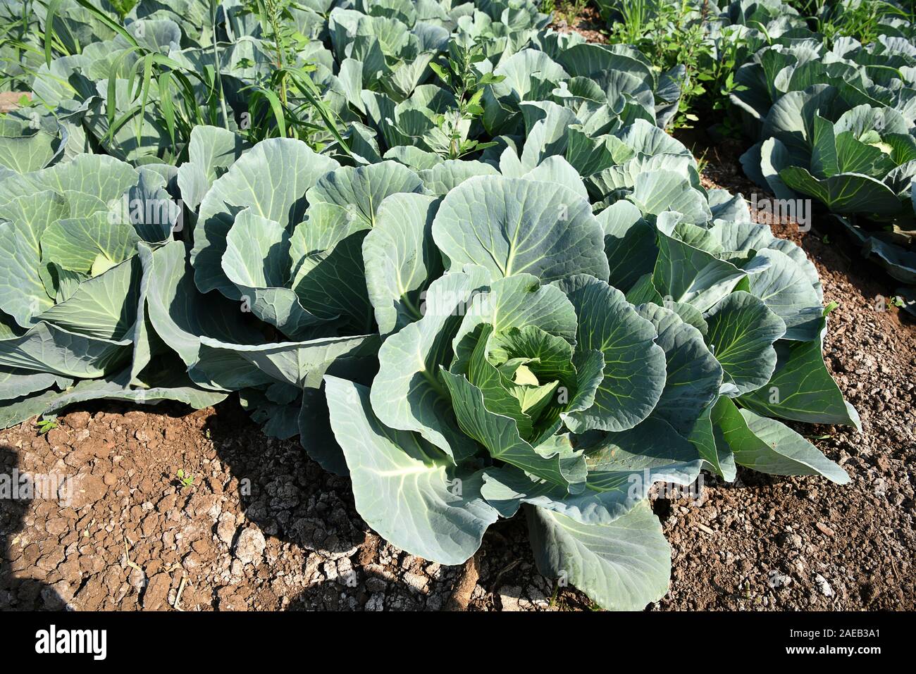 Cabbage field or farm, Green cabbages in the agriculture field Stock ...