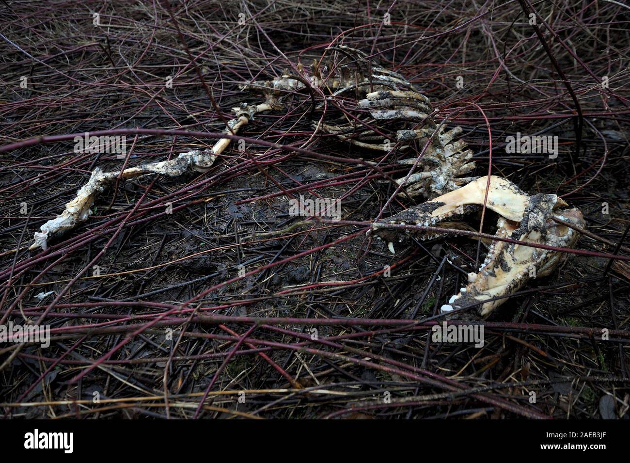 Cadaveric hi-res stock photography and images - Alamy