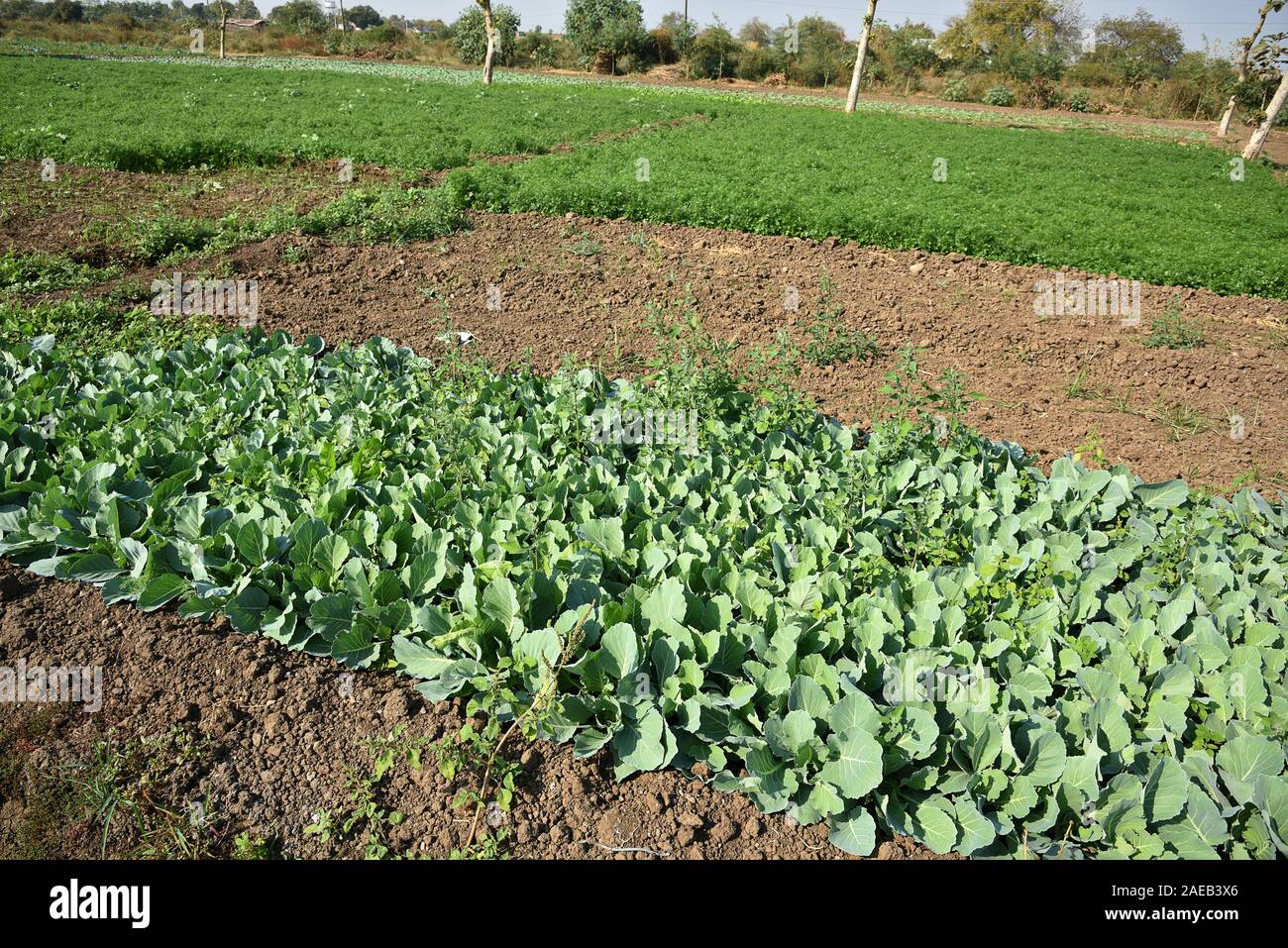 Cabbage field or farm, Green cabbages in the agriculture field Stock ...