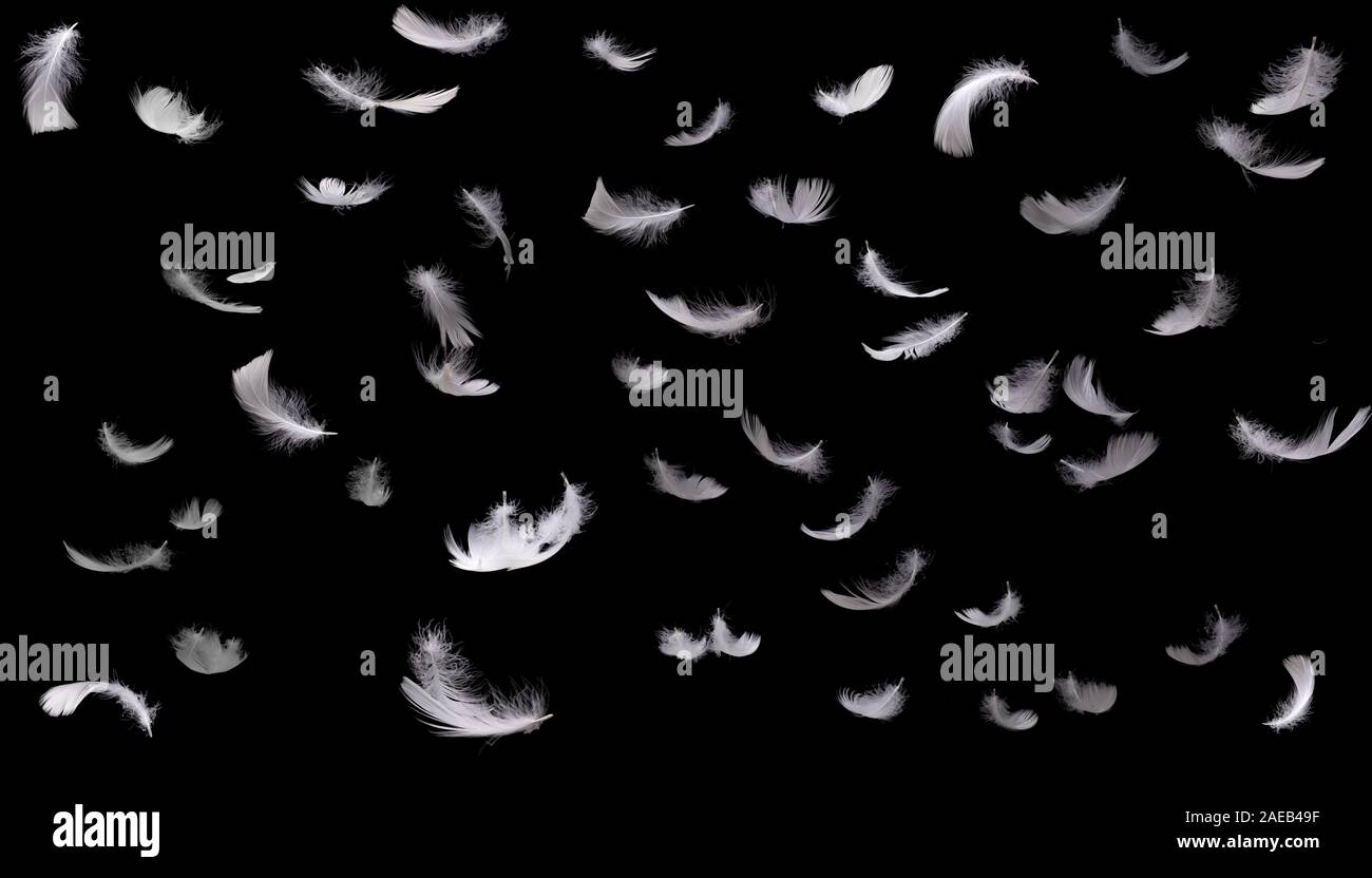 Falling White Feathers