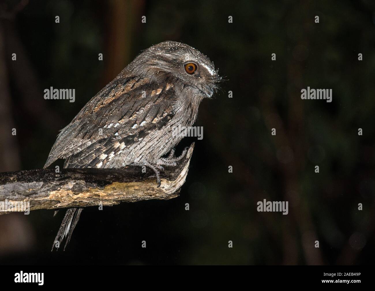 Birds that catch insects in flight hi-res stock photography and images ...
