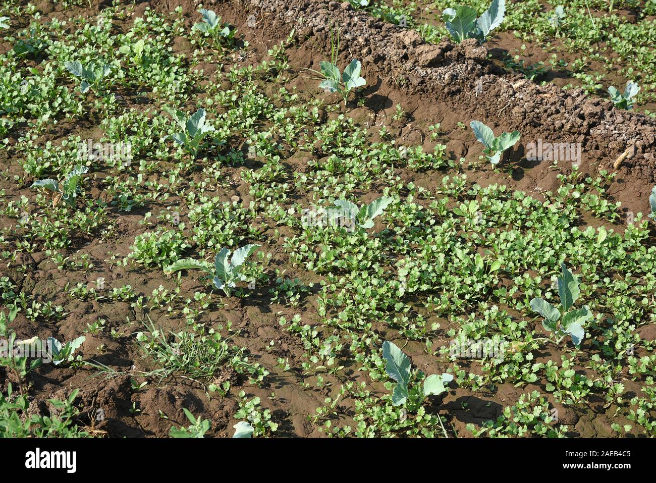 Cabbage field or farm, Green cabbages in the agriculture field Stock ...