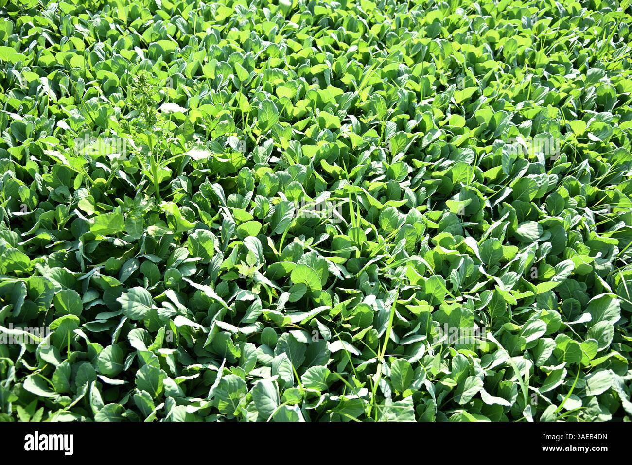Cabbage field or farm, Green cabbages in the agriculture field Stock ...