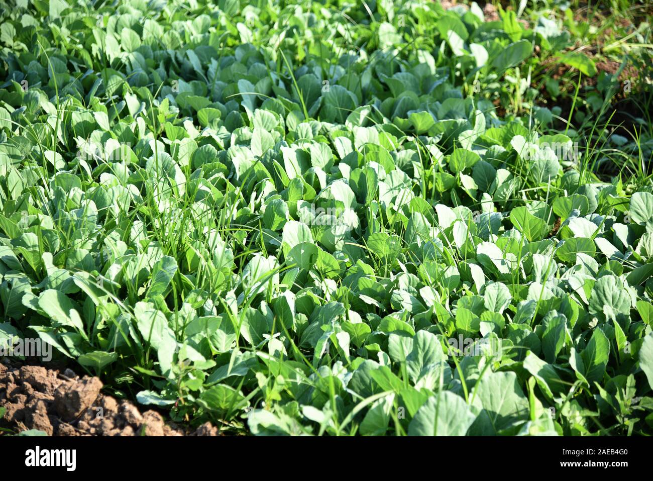 Cabbage field or farm, Green cabbages in the agriculture field Stock ...