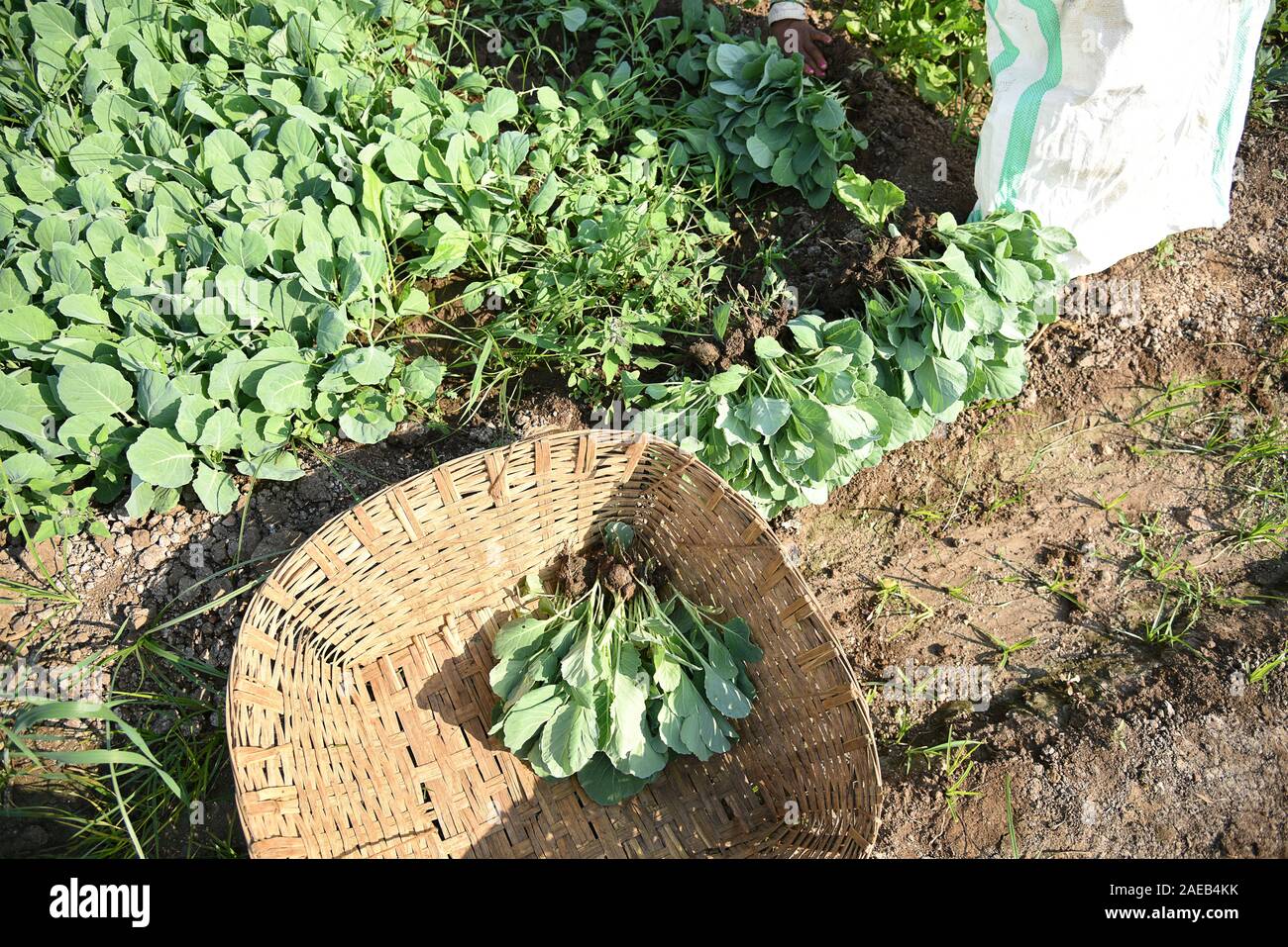 Cabbage field or farm, Green cabbages in the agriculture field Stock ...