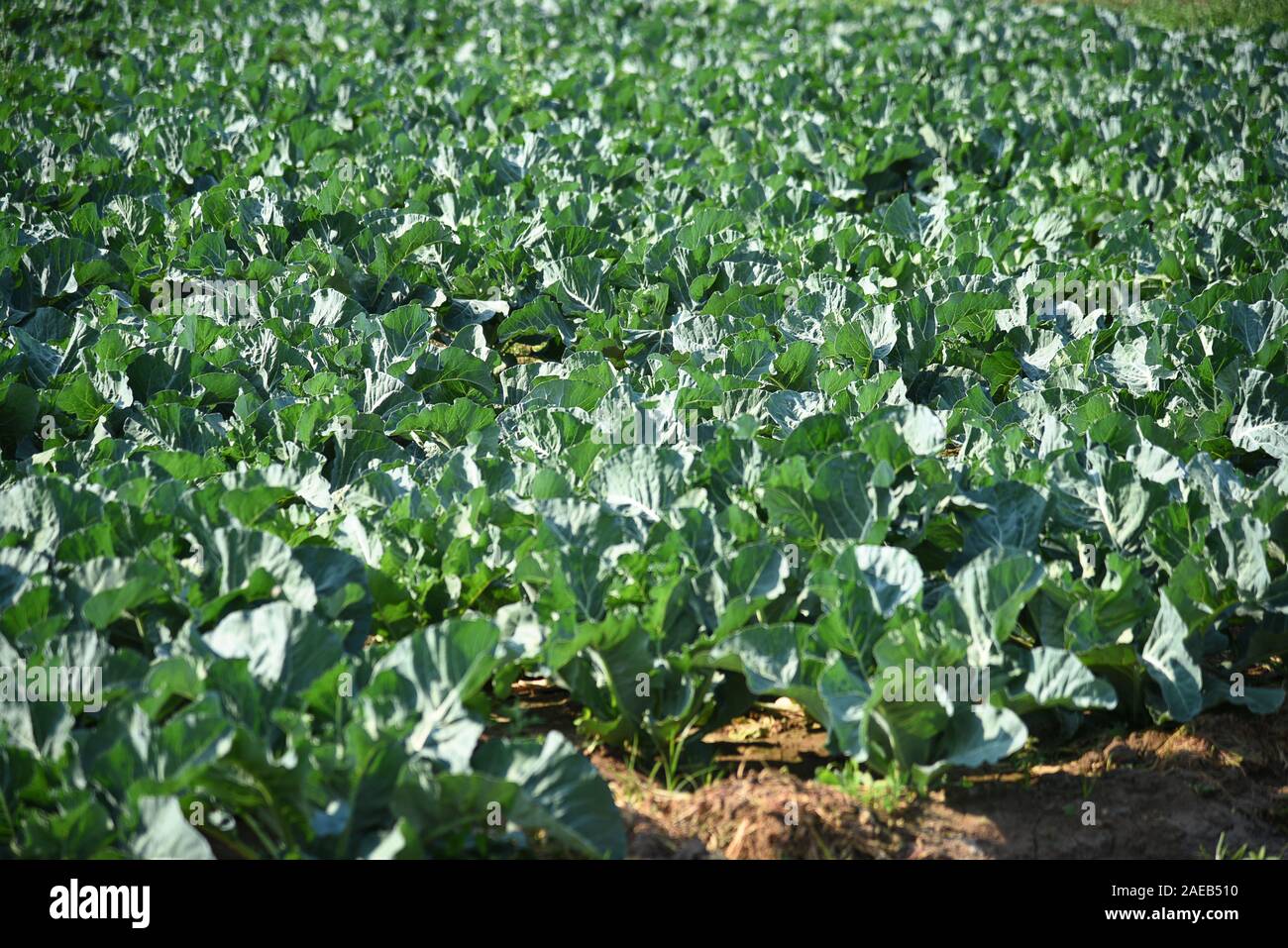 Cabbage field or farm, Green cabbages in the agriculture field Stock ...